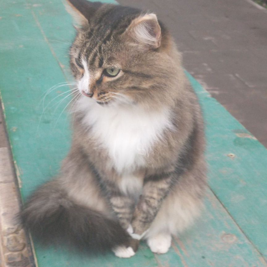 Кошка в дар