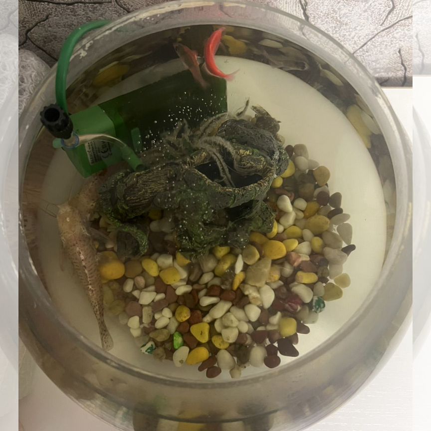 Аквариум с рыбками