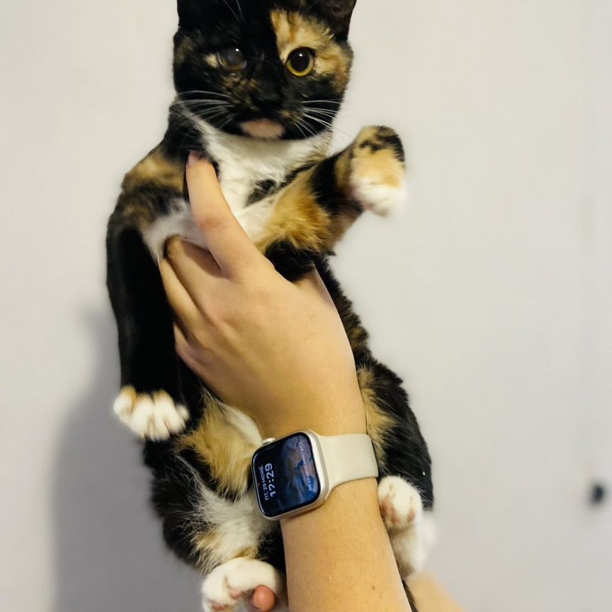 Кошечка в добрые руки