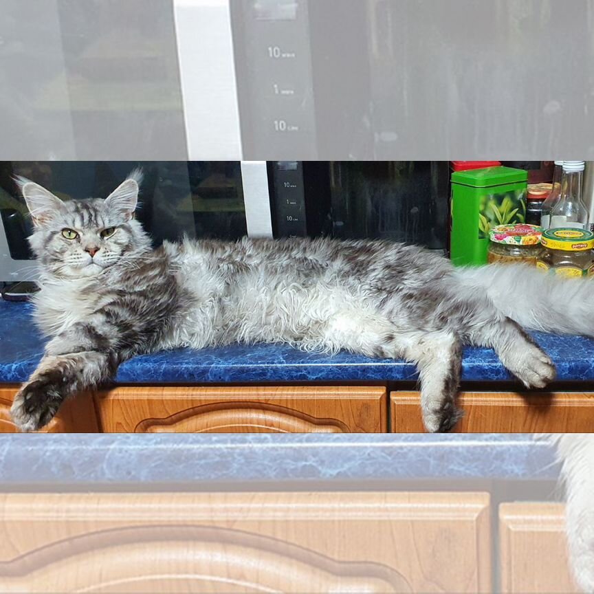 Мейн-кун котёнок