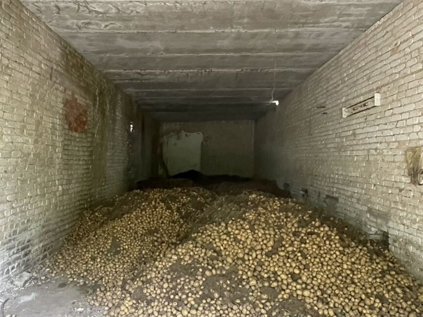 Картофель для животных
