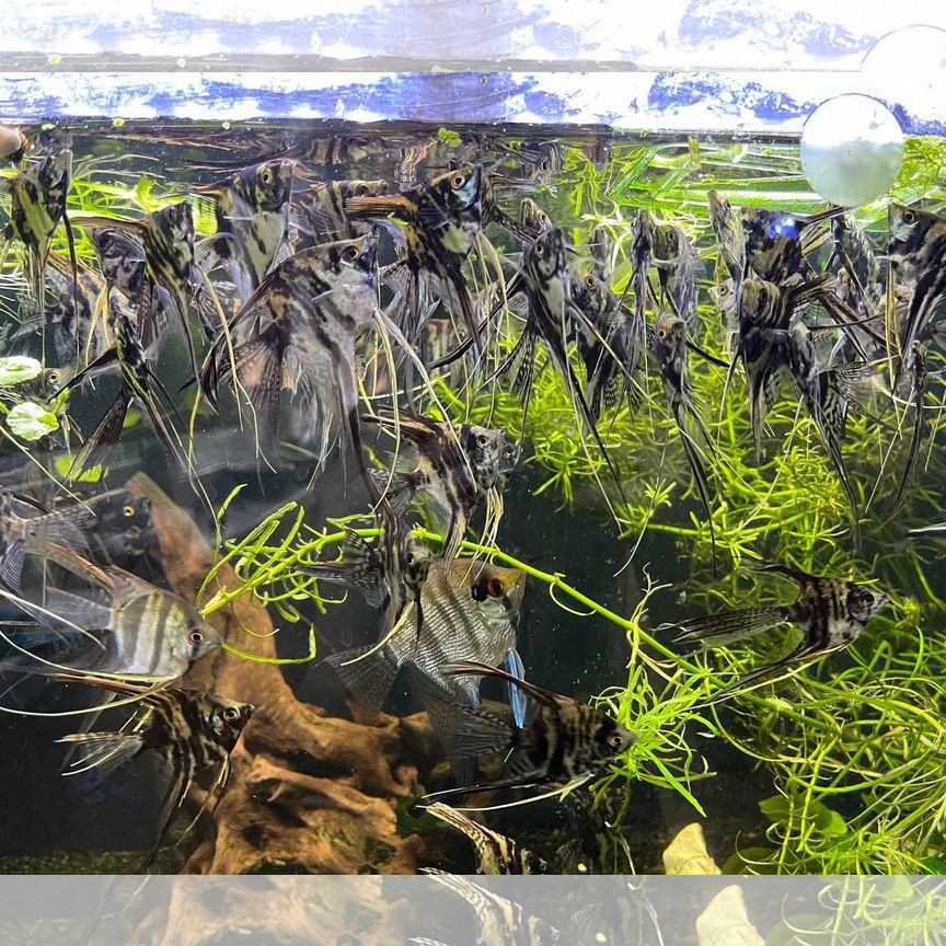 Скалярия мраморная