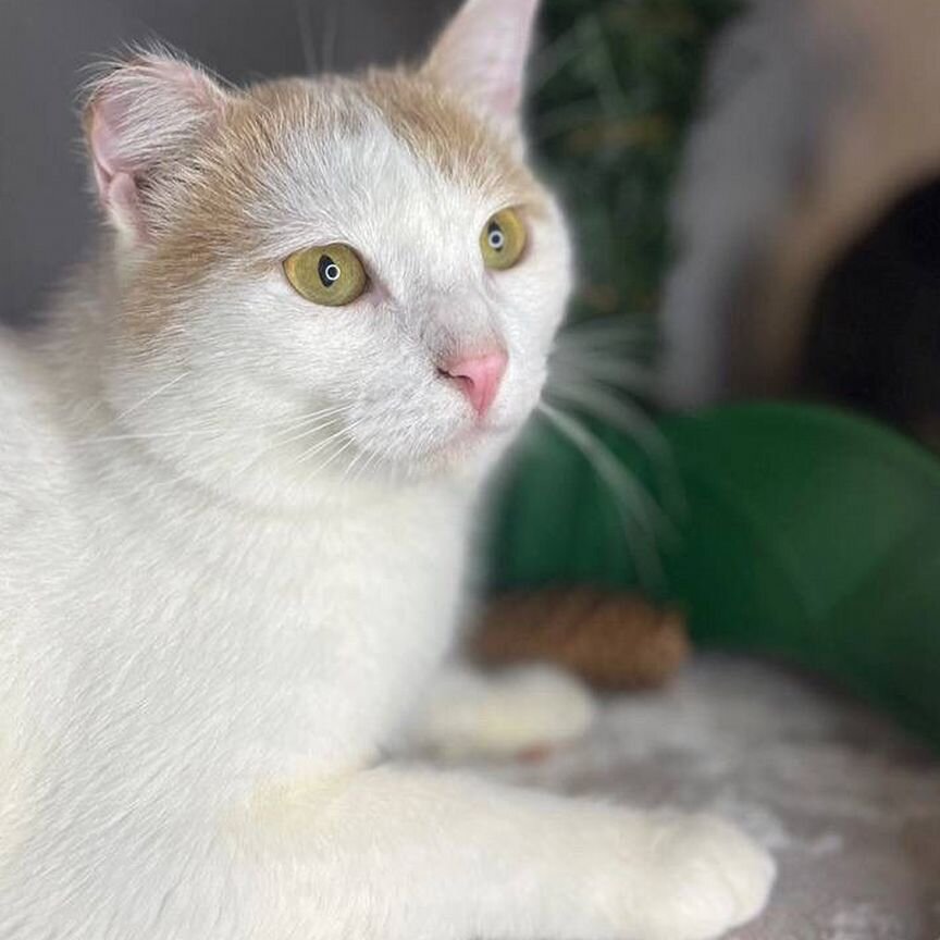 Котенок ищет дом