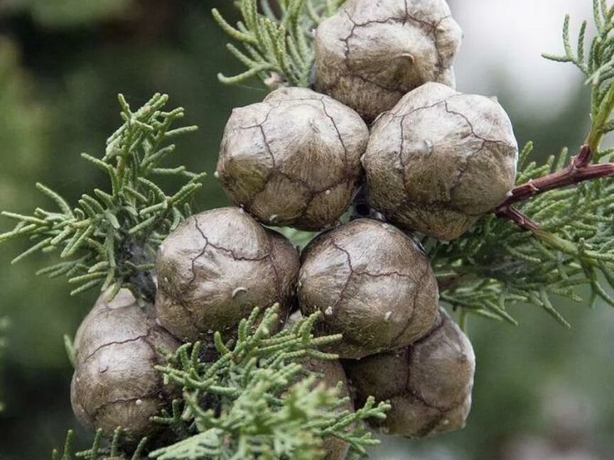Лакомство для белок