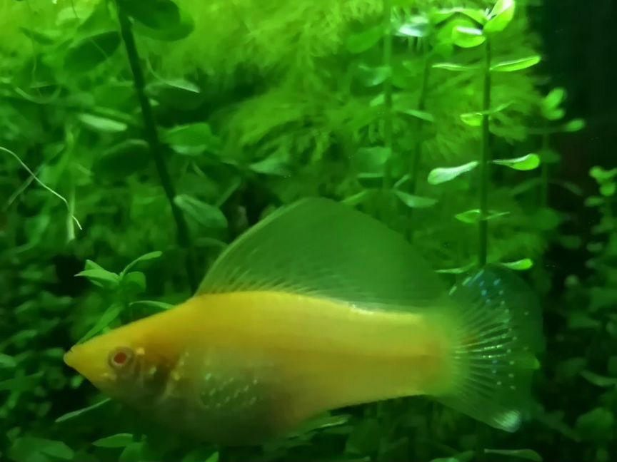 Велифера оранда