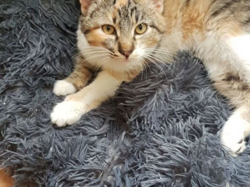 Кошечка из приюта 4.5 мес