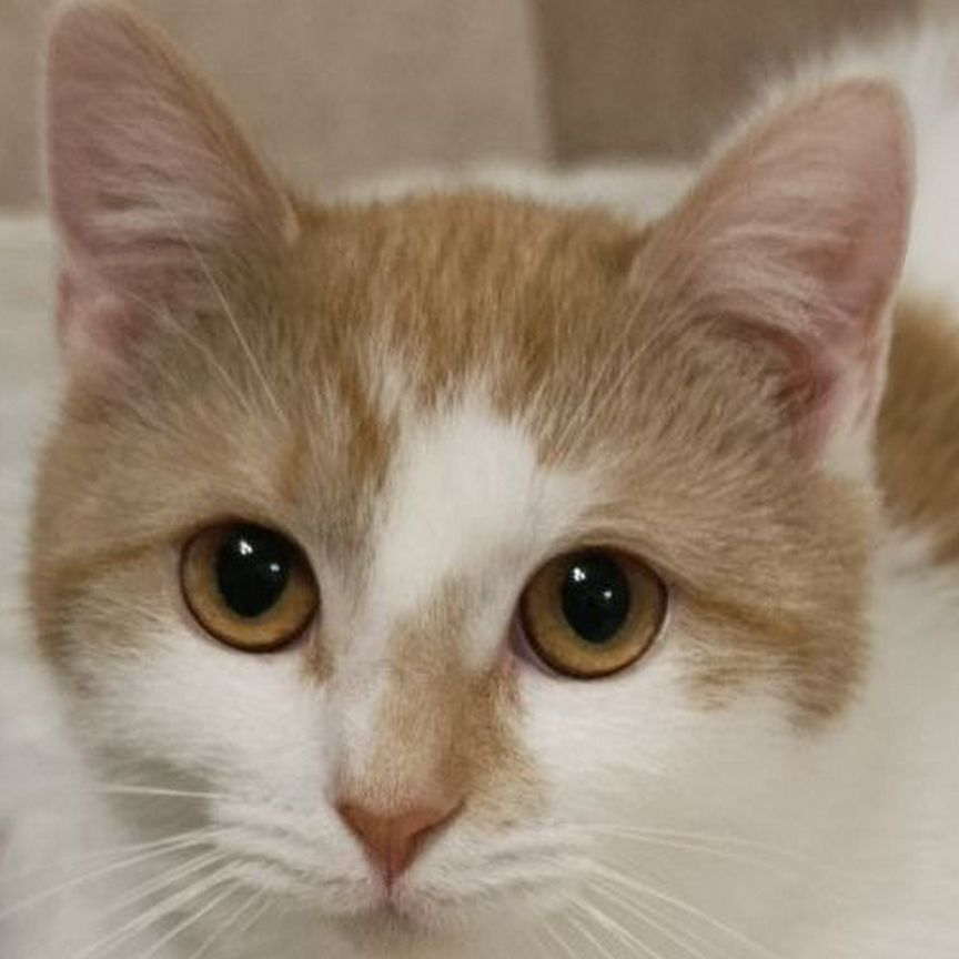 Европейский короткошёрстный котёнок