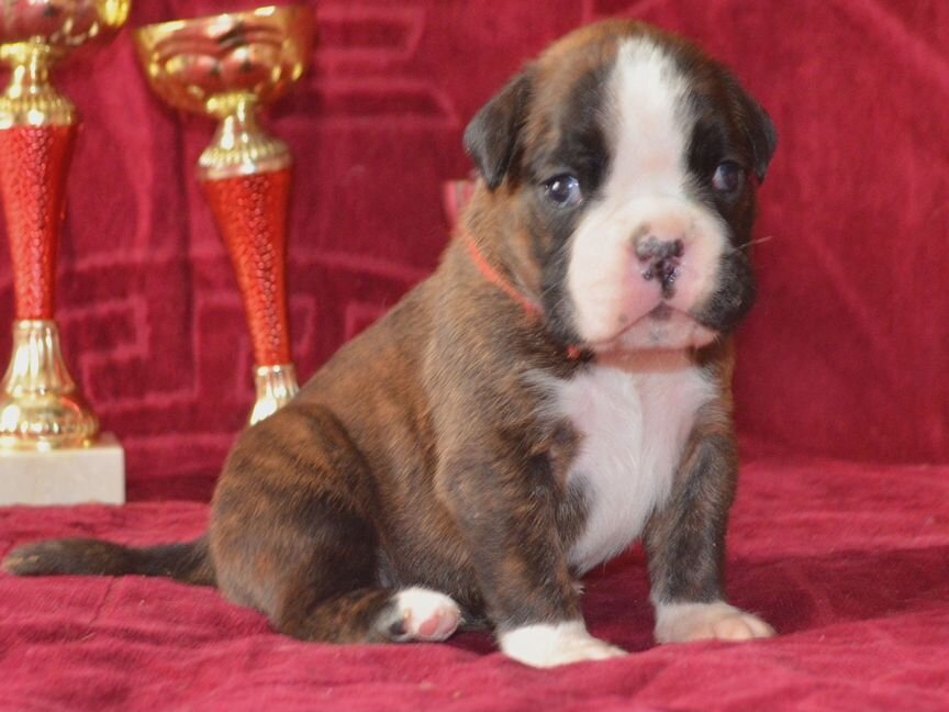 Щенки боксера девочки и мальчики