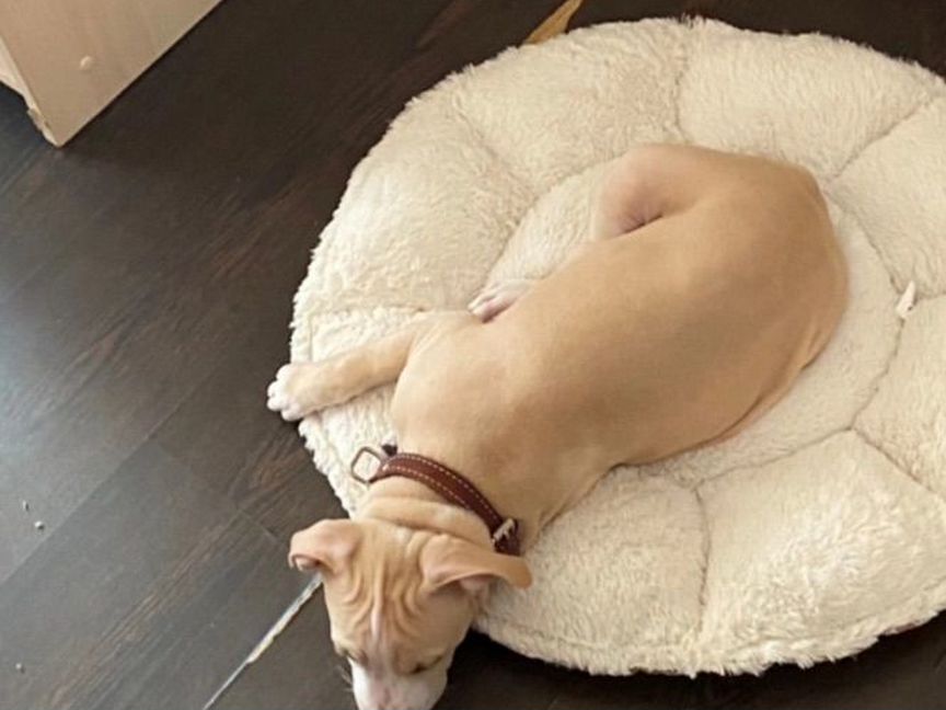 Щенки амстаффа