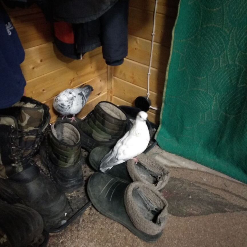 Отдам пару понятую венских голубей