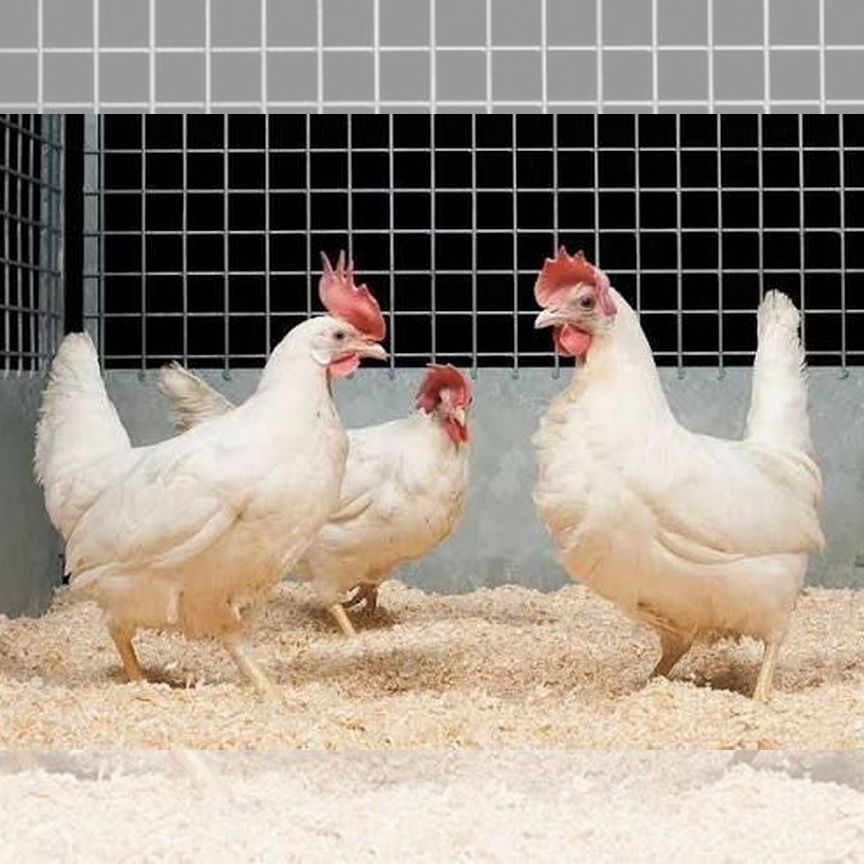 Куры несушки