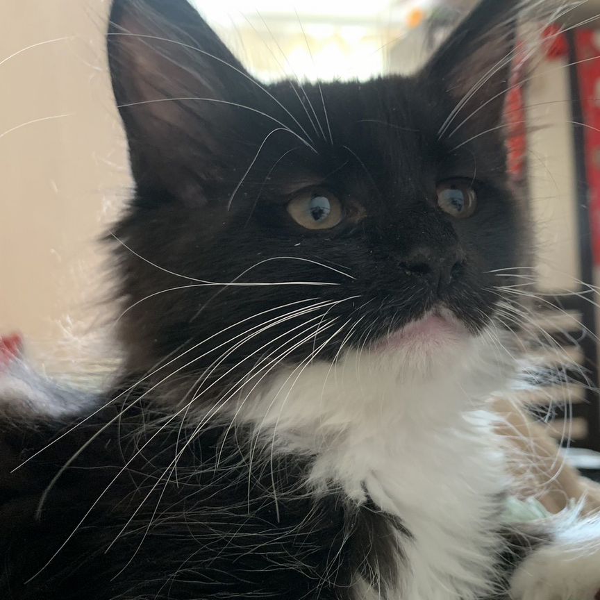 Котята мейн-кун мальчик