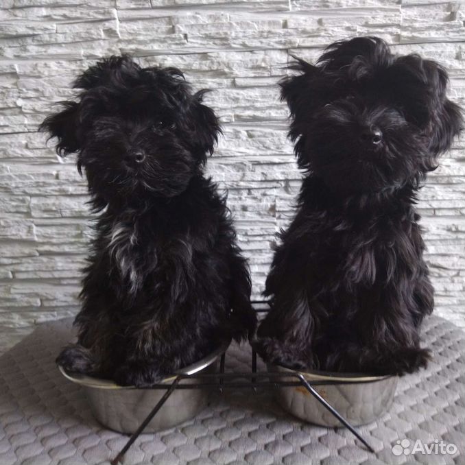 Мальтипу Юрик и Бублик