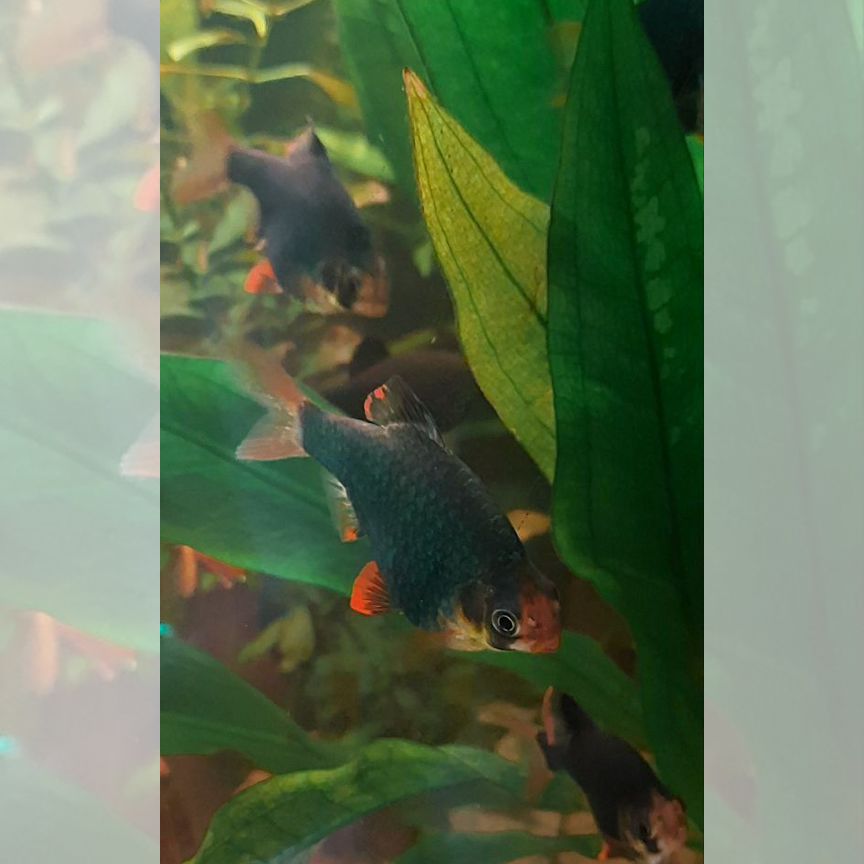 Барбус мшистый(мутант)