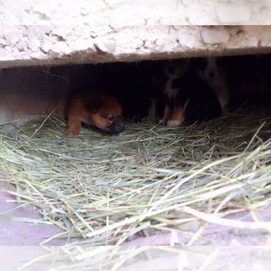 Щенок в добрые руки