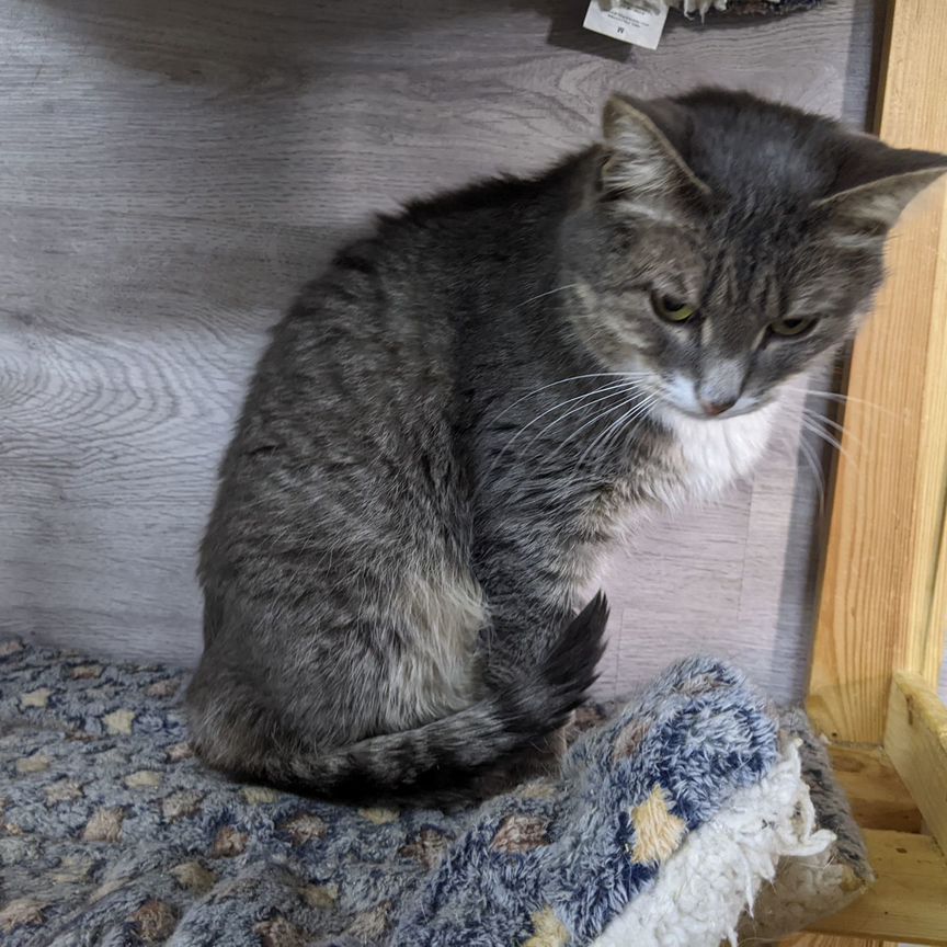 Сиена ищет дом