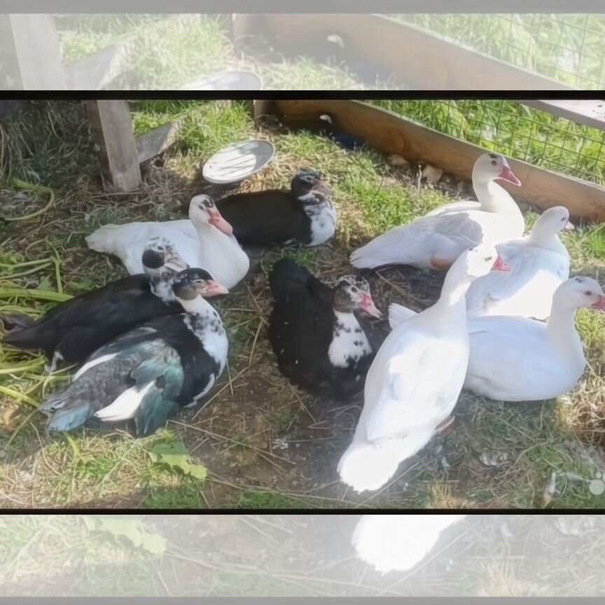 Индоутки до 1 года живым весом