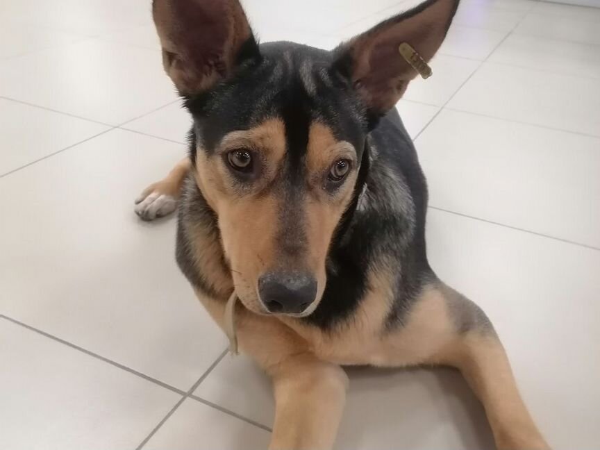 Собака умняшка Лапа