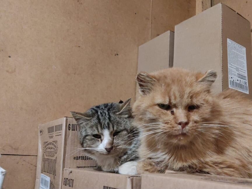 Коты и кошки