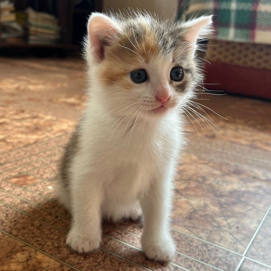 Котенок девочка в добрые руки