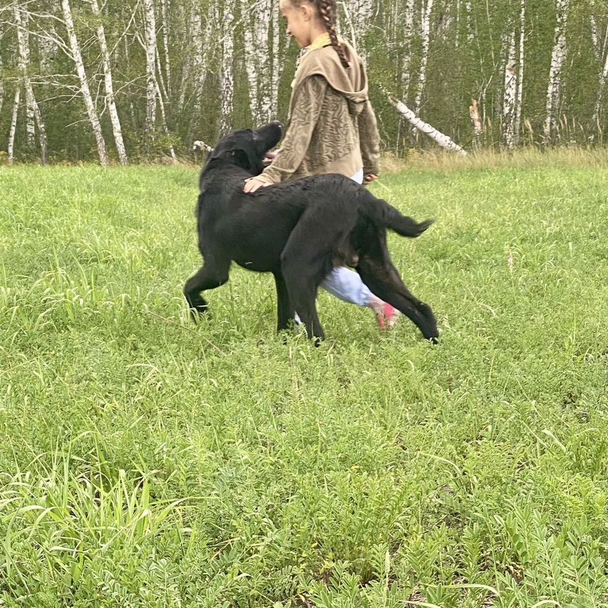 Сао Алабай 6мес