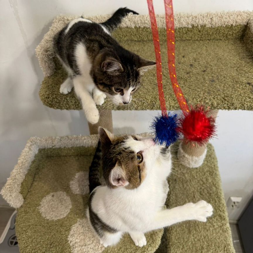 Нежные брат с сестрой, забрали из Курска