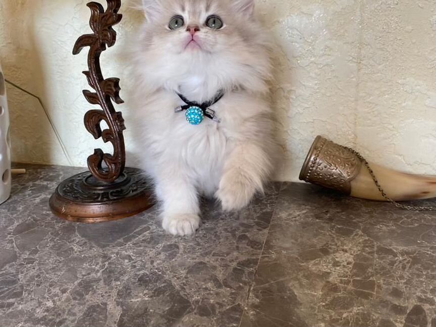 Британцы длинношерстные