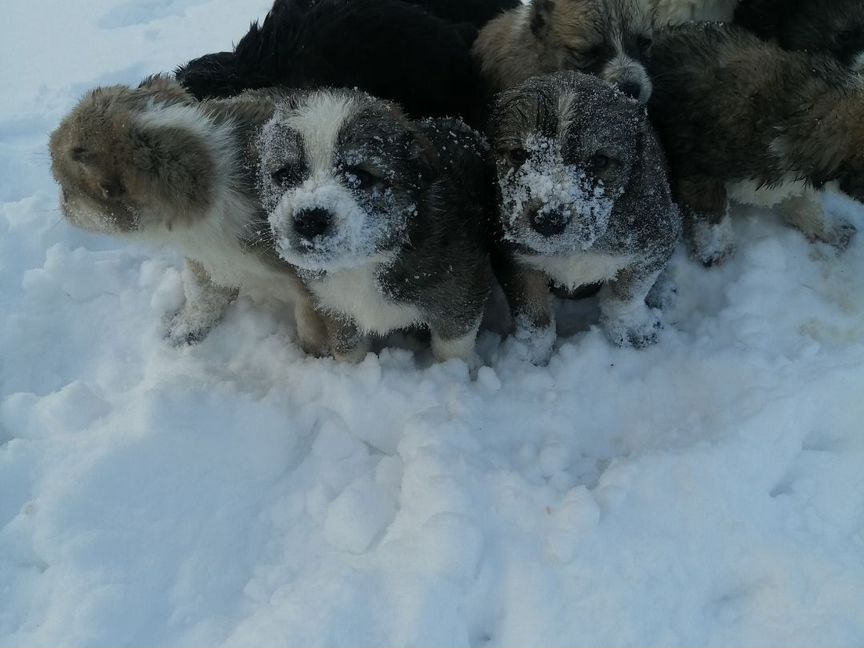 Щенки алабая