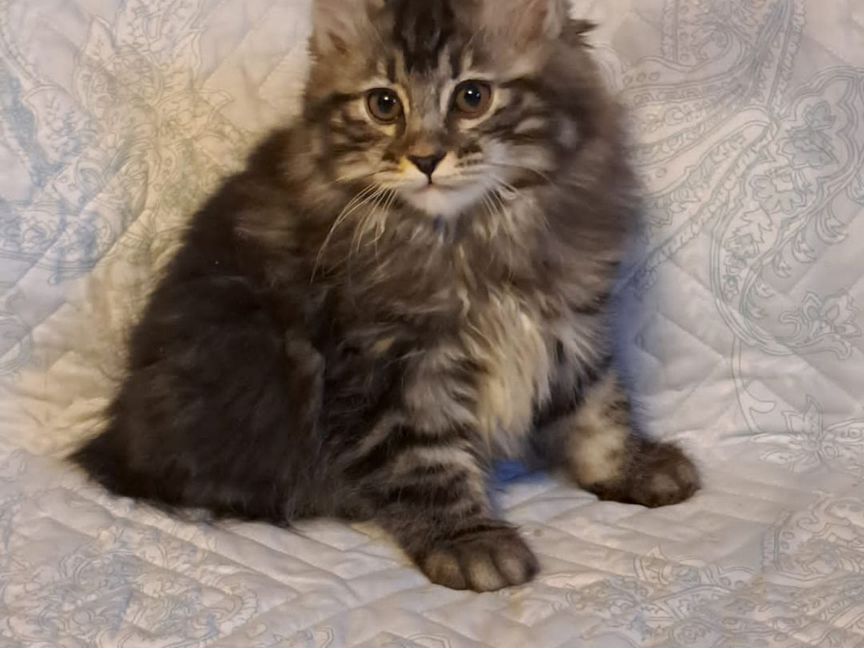 Котята Курильский бобтейл