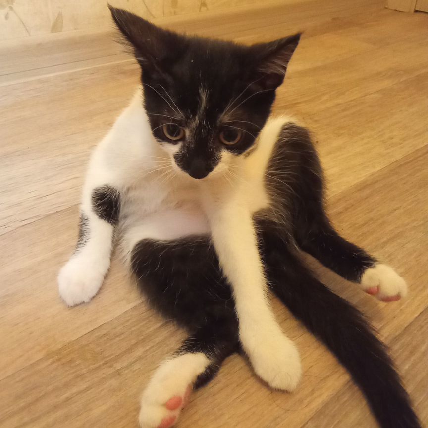 Котёнок в добрые руки