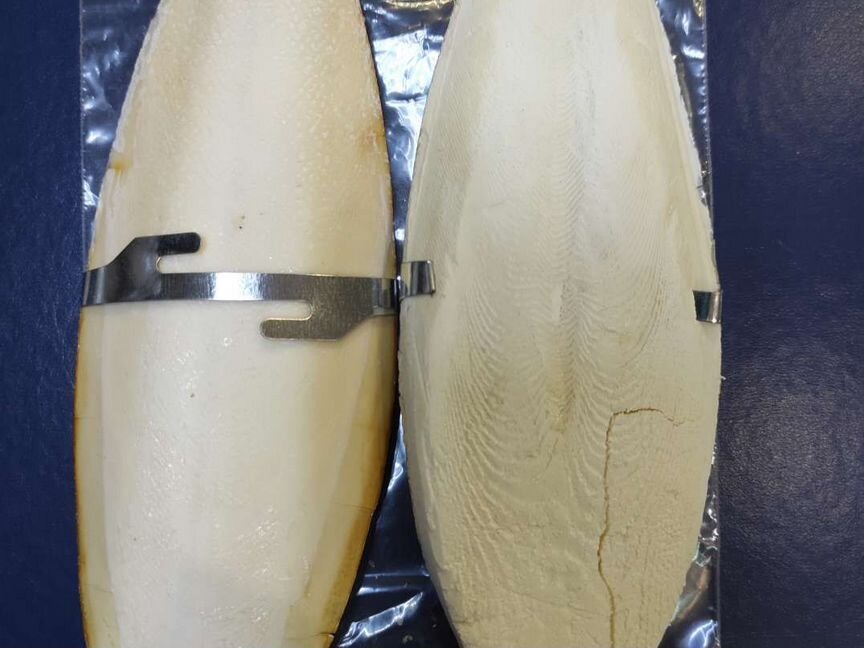 Сепия панцирь каракатицы
