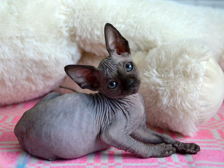 Канадский сфинкс. Котята