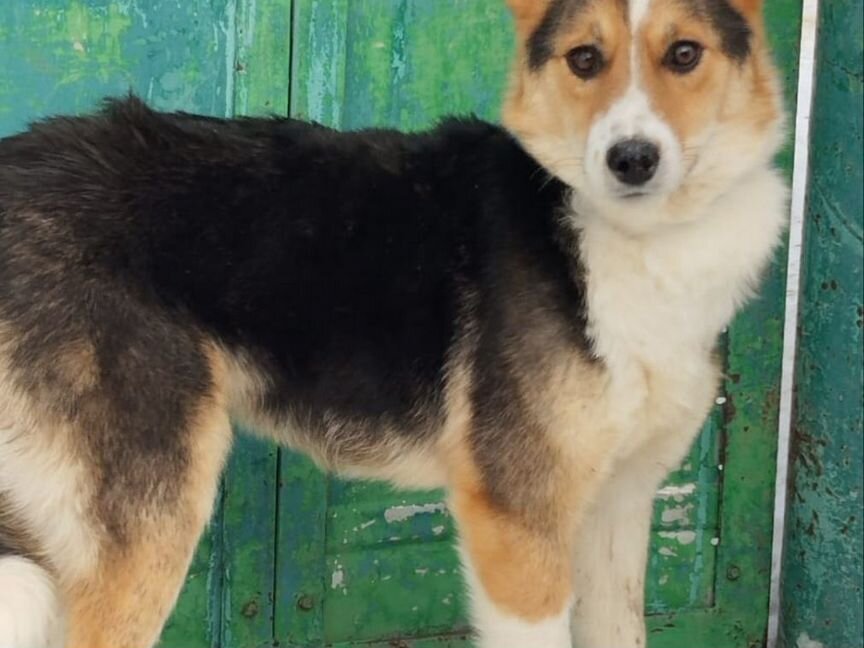 Собака в добрые руки