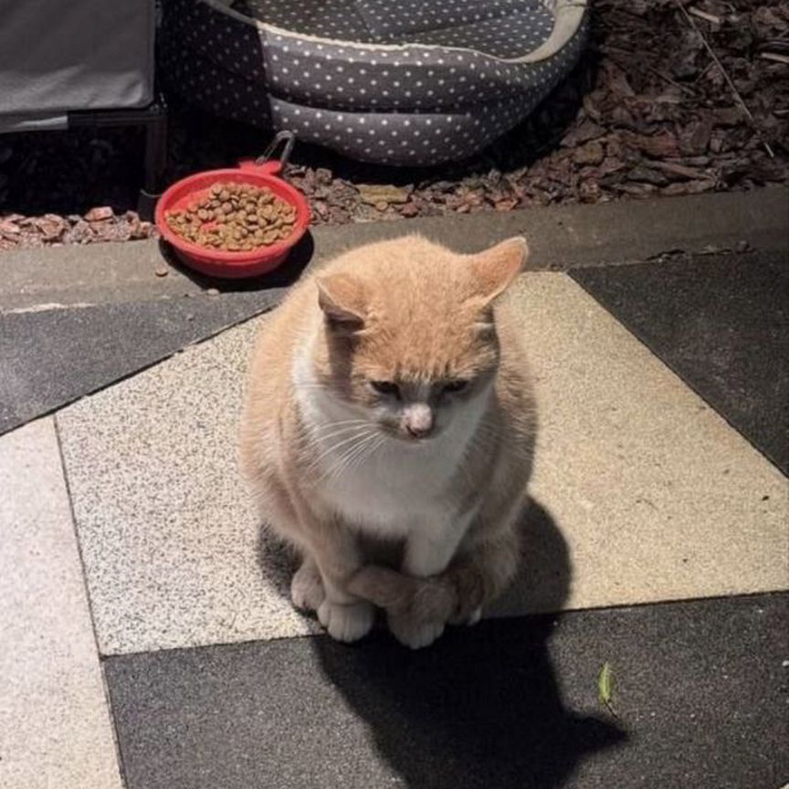 Взрослый кот в добрые руки