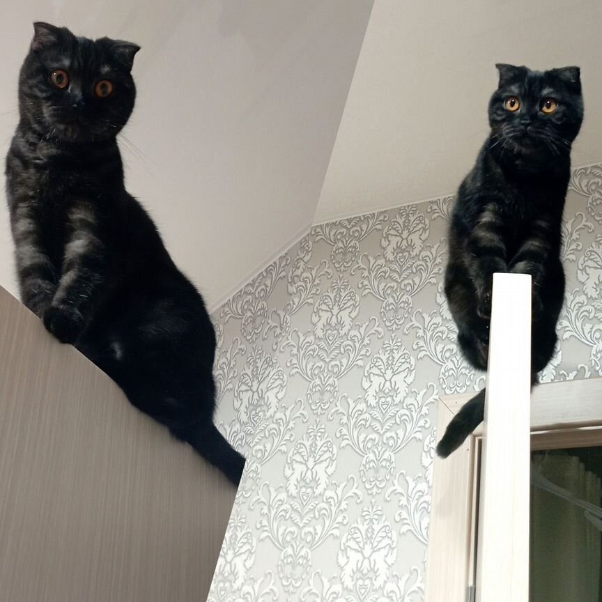 Шотландская вислоухая короткошёрстная, взрослая кошка