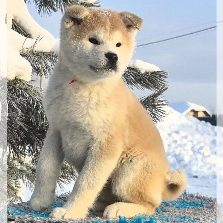 Акита-ину, щенок