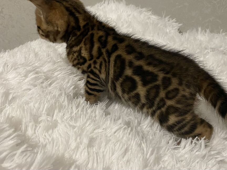 Бенгалочка девочка