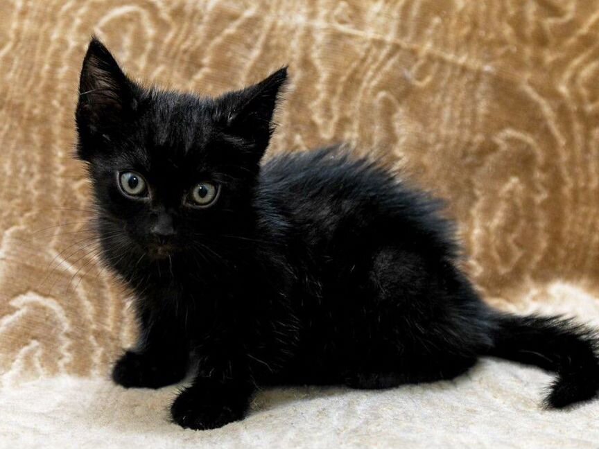 Маленький котенок уголечек