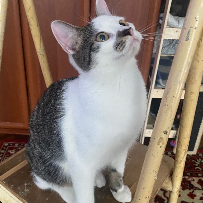 Ласковый котенок в добрые руки