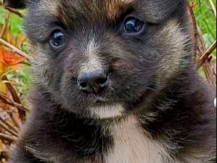 Красотища 1 мес