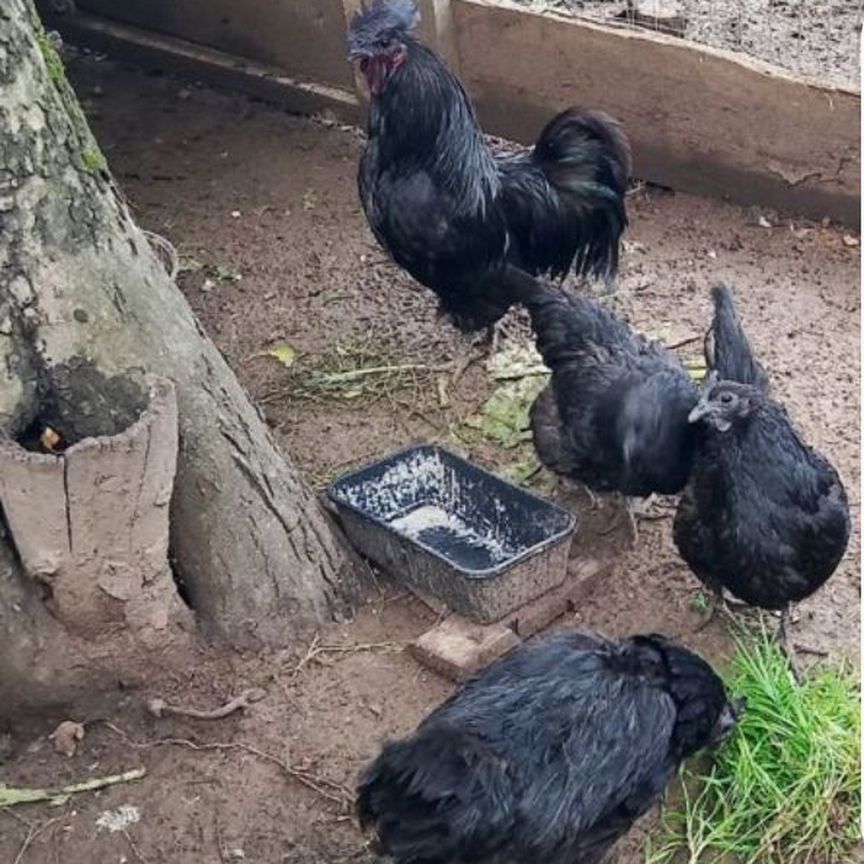 Куры Ухилюй