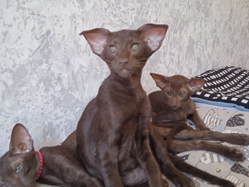 Ориентальный кот брутал