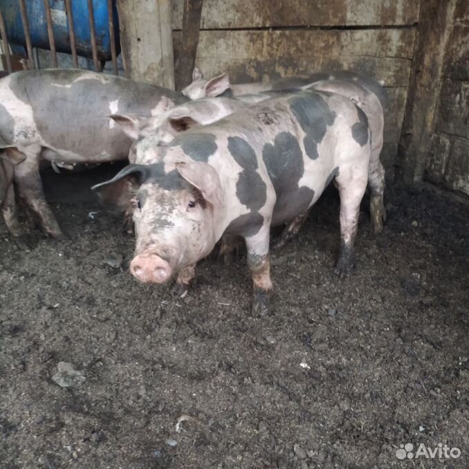 Поросята Пьетрен макстер