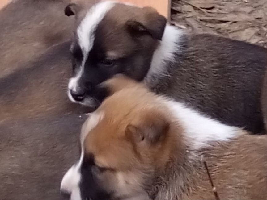 Щенки в добрые рки