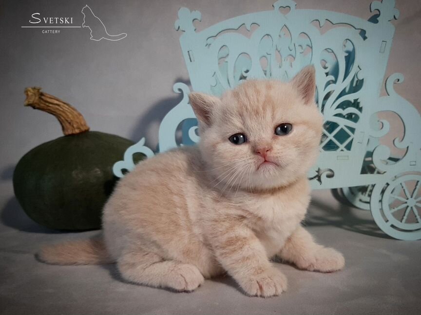 Британские котята