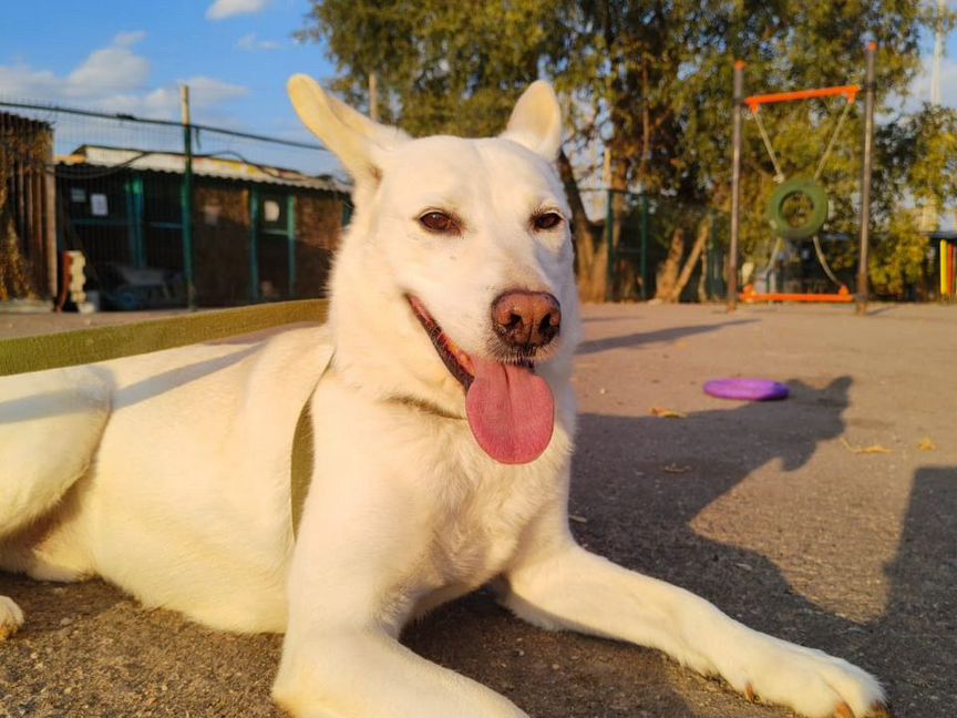 Собака Сахарок хочет домой из приюта