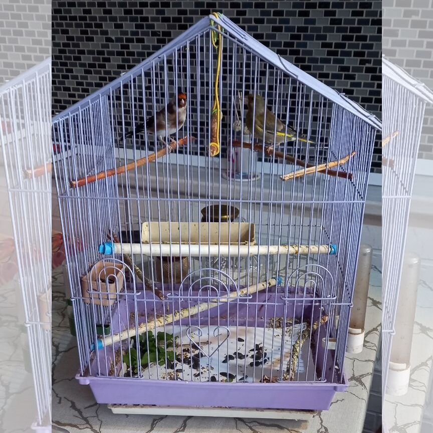 Лесные птицы