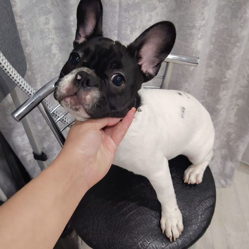 Французский бульдог, щенок