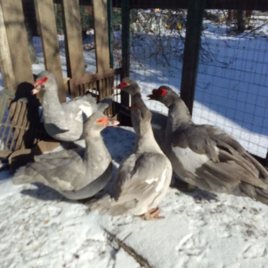 Породистые индоутки лаванда