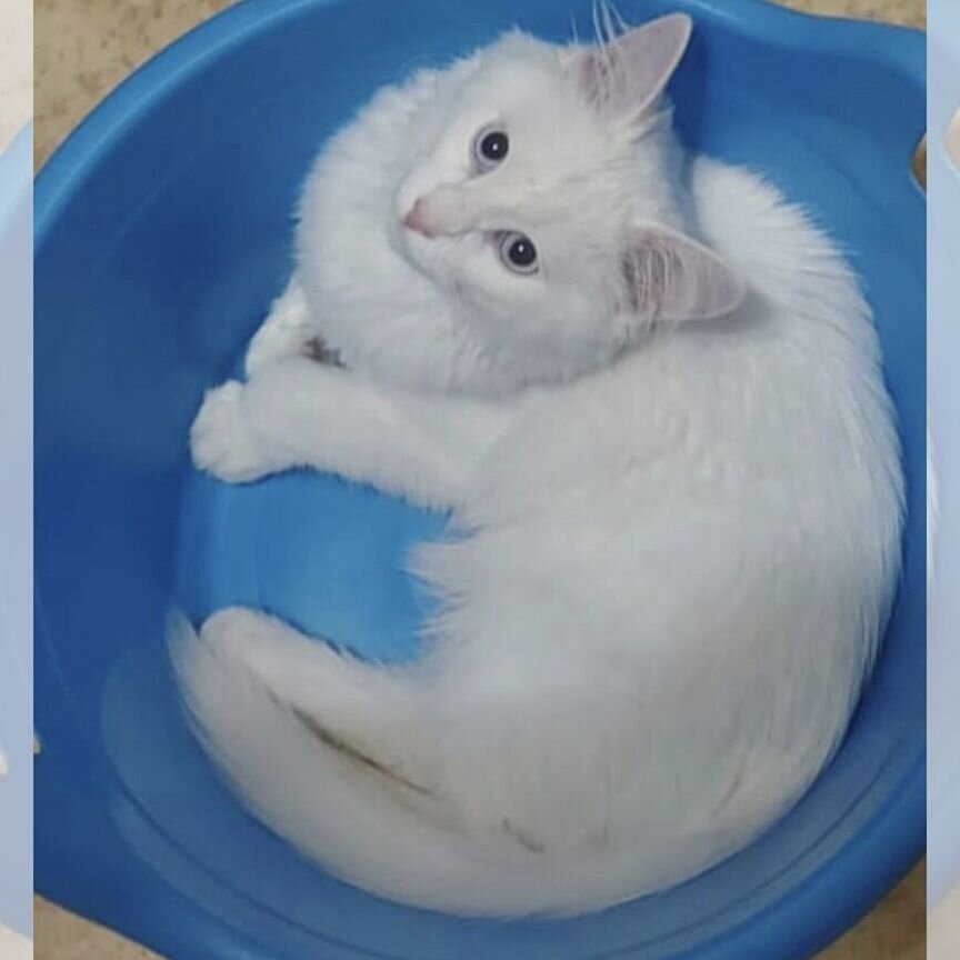 Котенок турецкой ангоры